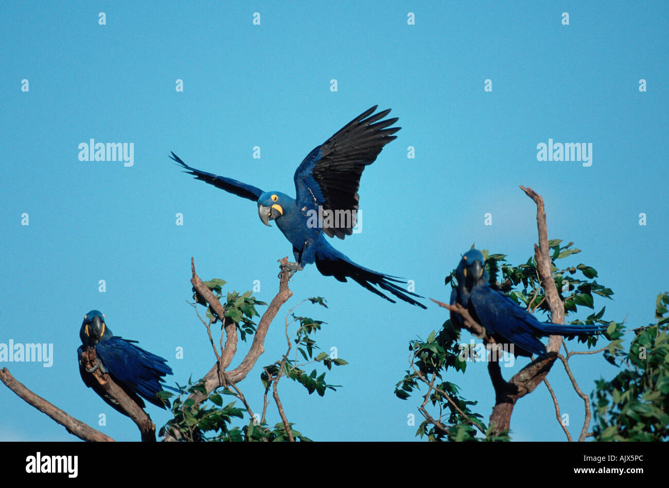 Hyacinth Macaw / Hyazinthara Stock Photo - Alamy
