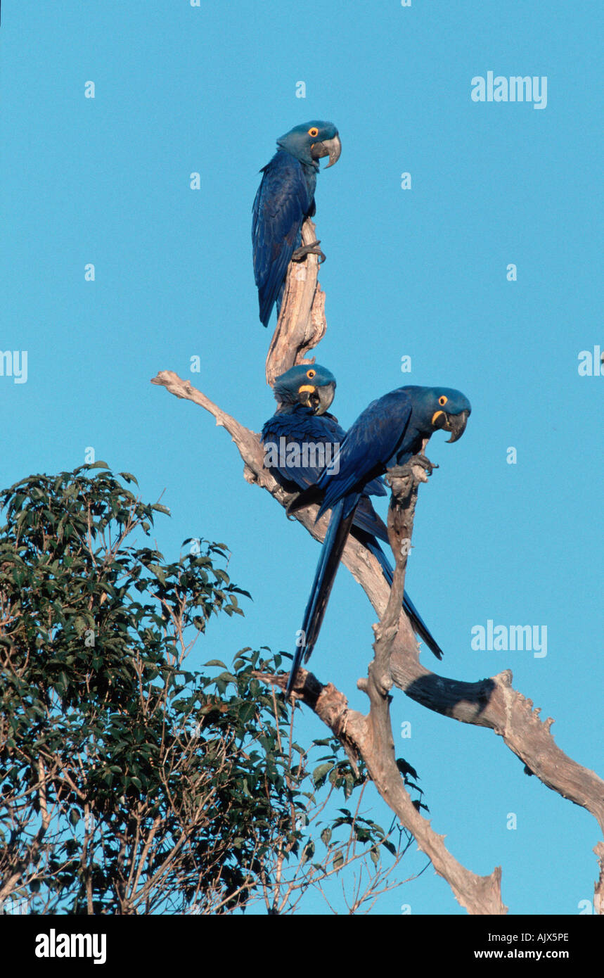 Hyazintharas hi-res stock photography and images - Alamy