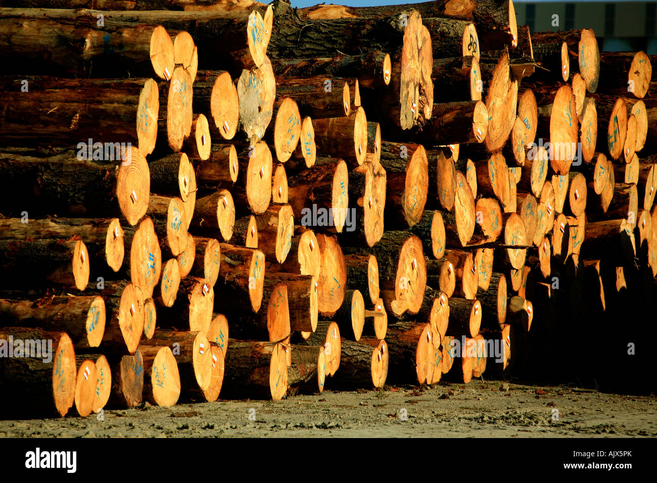 Radiata pine sawlogs sit together in a yard in Wellington New Zealand ...