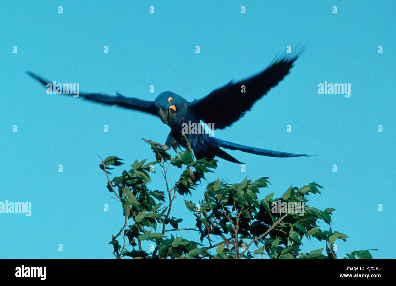 Hyacinth macaws landing hi-res stock photography and images - Alamy