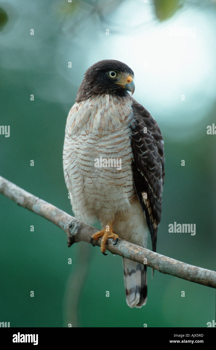 Roadside Hawk / Wegebussard Stock Photo - Alamy