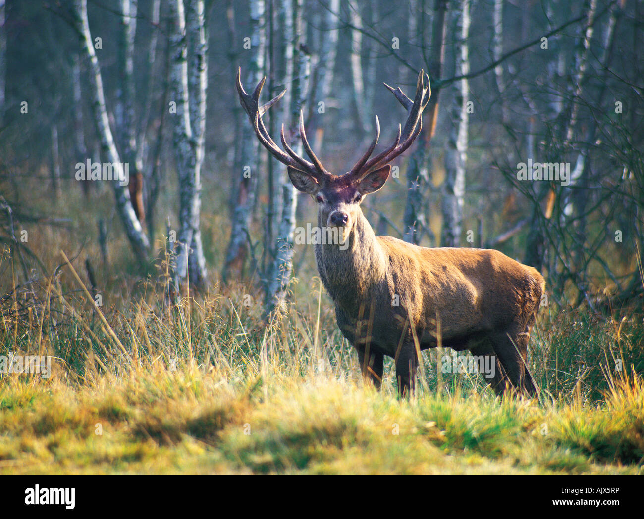 Poland. Red Deer Stag at edge of woods Stock Photo - Alamy