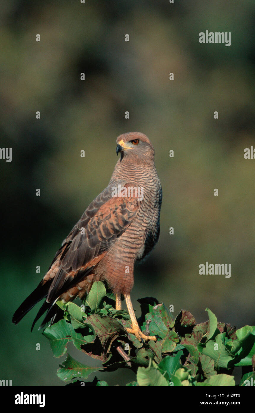 Savannah hawk hi-res stock photography and images - Alamy