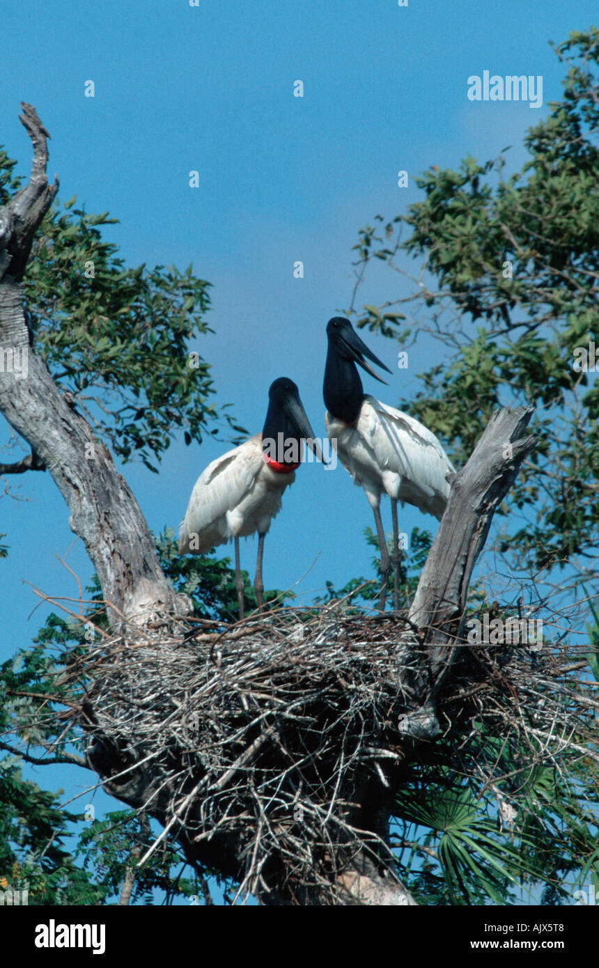 Pair of jabiru storks hi-res stock photography and images - Alamy