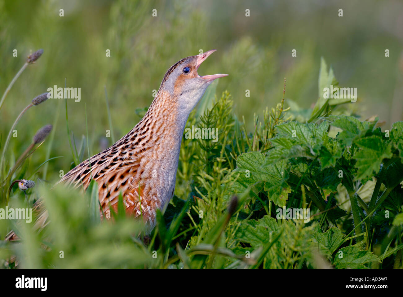 Scottish corncrake hi-res stock photography and images - Alamy