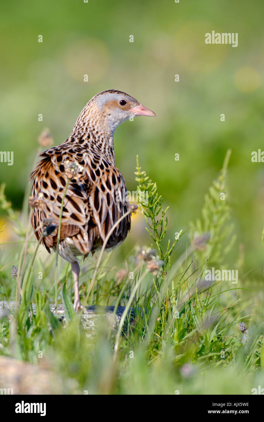 portrait of a corncrake standing on one leg, back view, looking to the ...