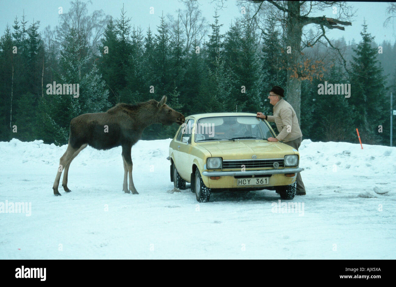 Man and Moose / Mann und Elch Stock Photo - Alamy