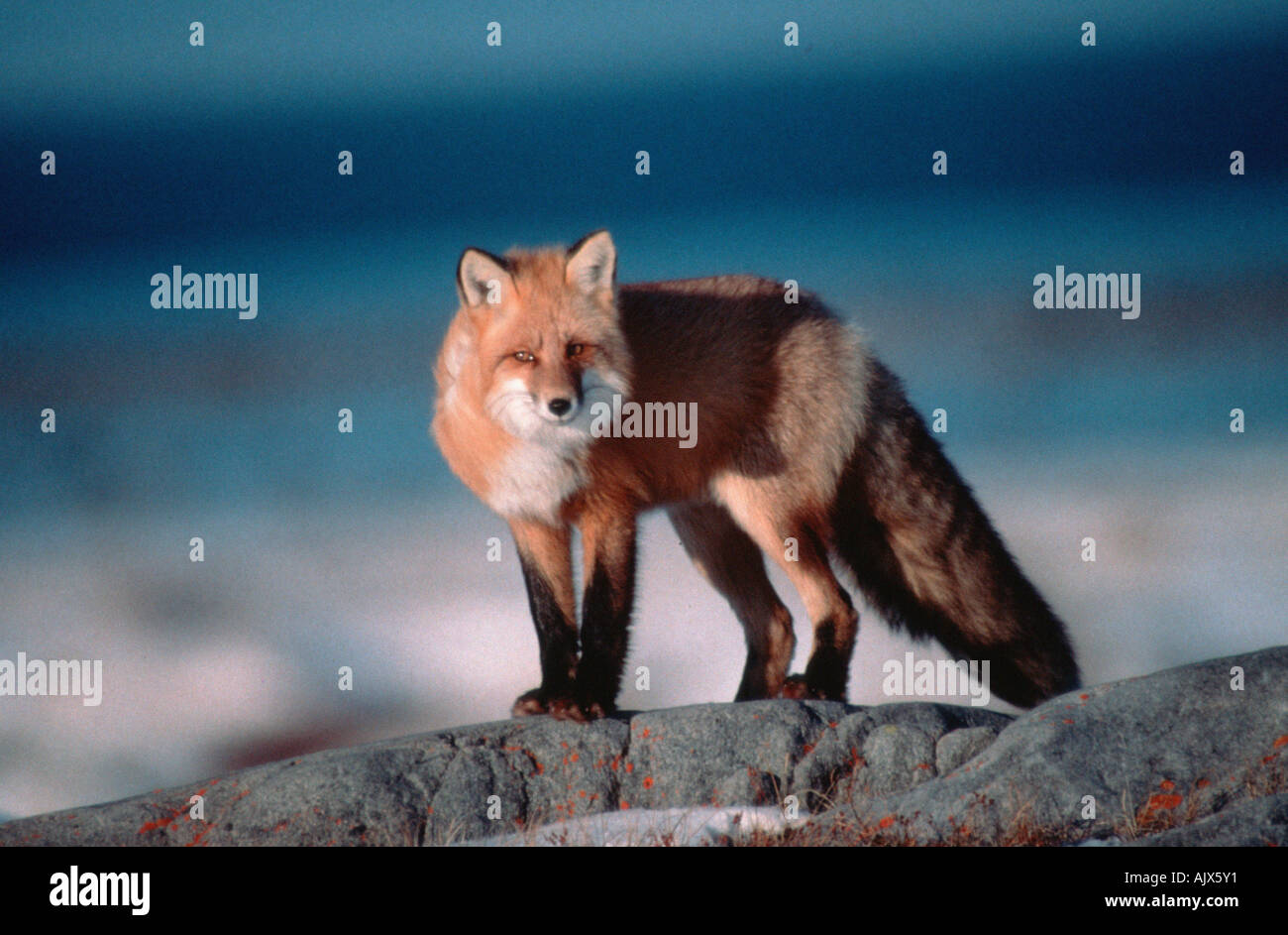 Querformat rotfuchs hi-res stock photography and images - Alamy