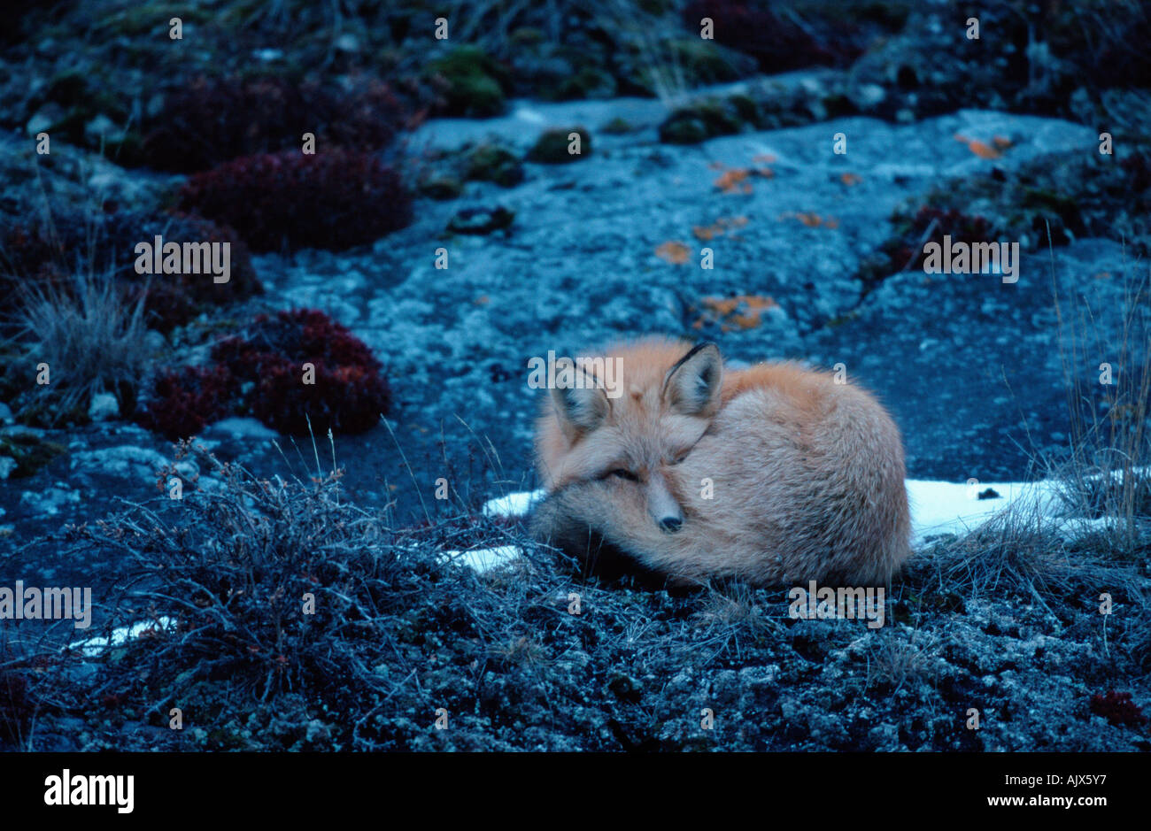 Red fox churchill hi-res stock photography and images - Alamy