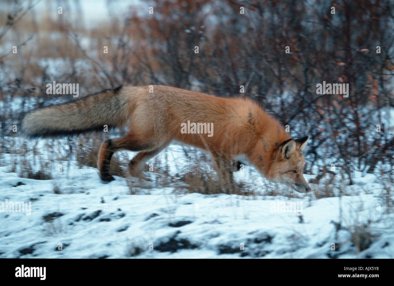 Red fox churchill hi-res stock photography and images - Alamy