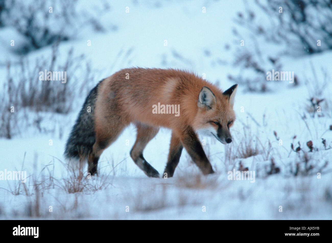 Red Fox / Rotfuchs Stock Photo - Alamy