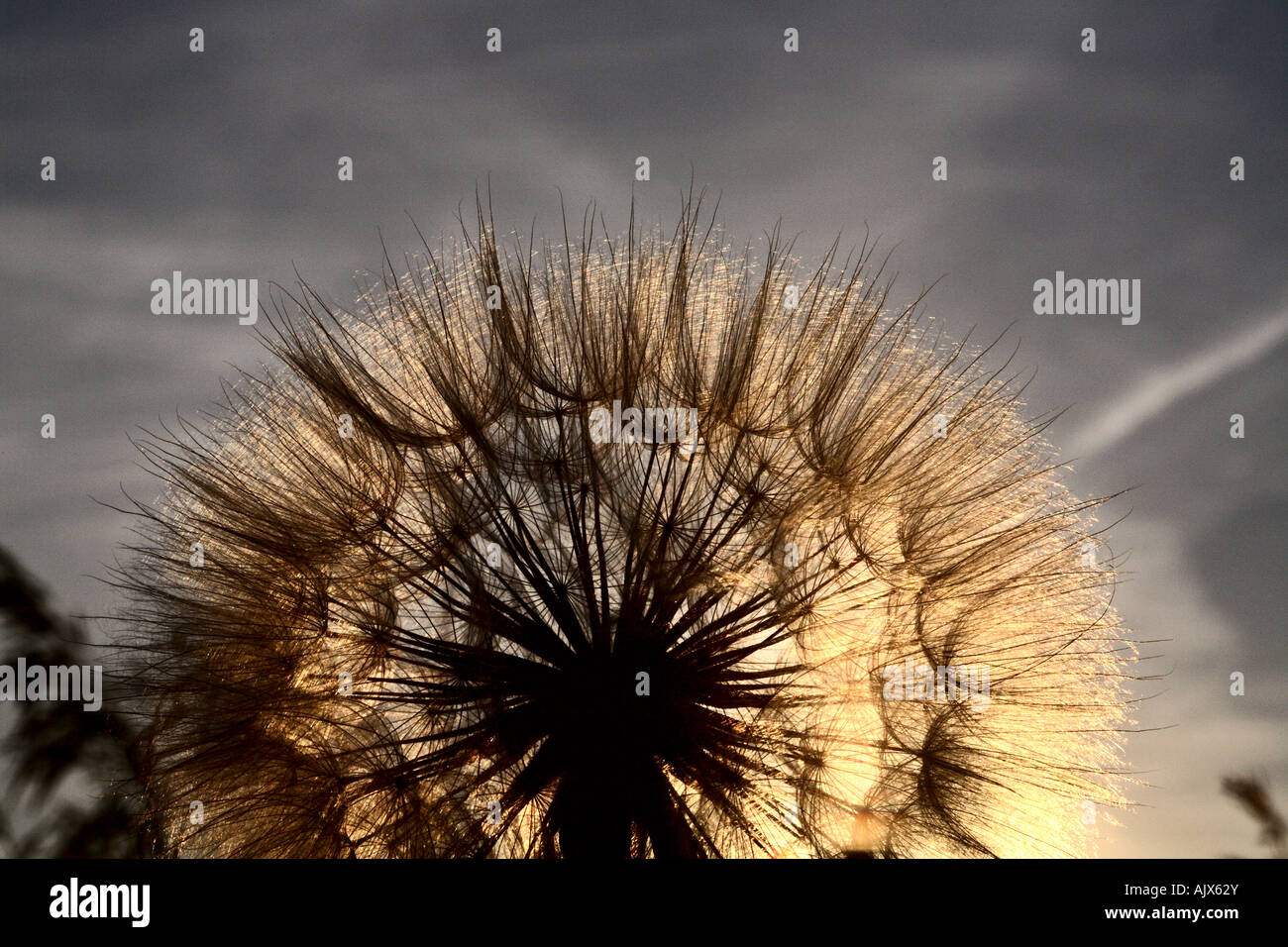 Goatsbeard seed pod hi-res stock photography and images - Alamy