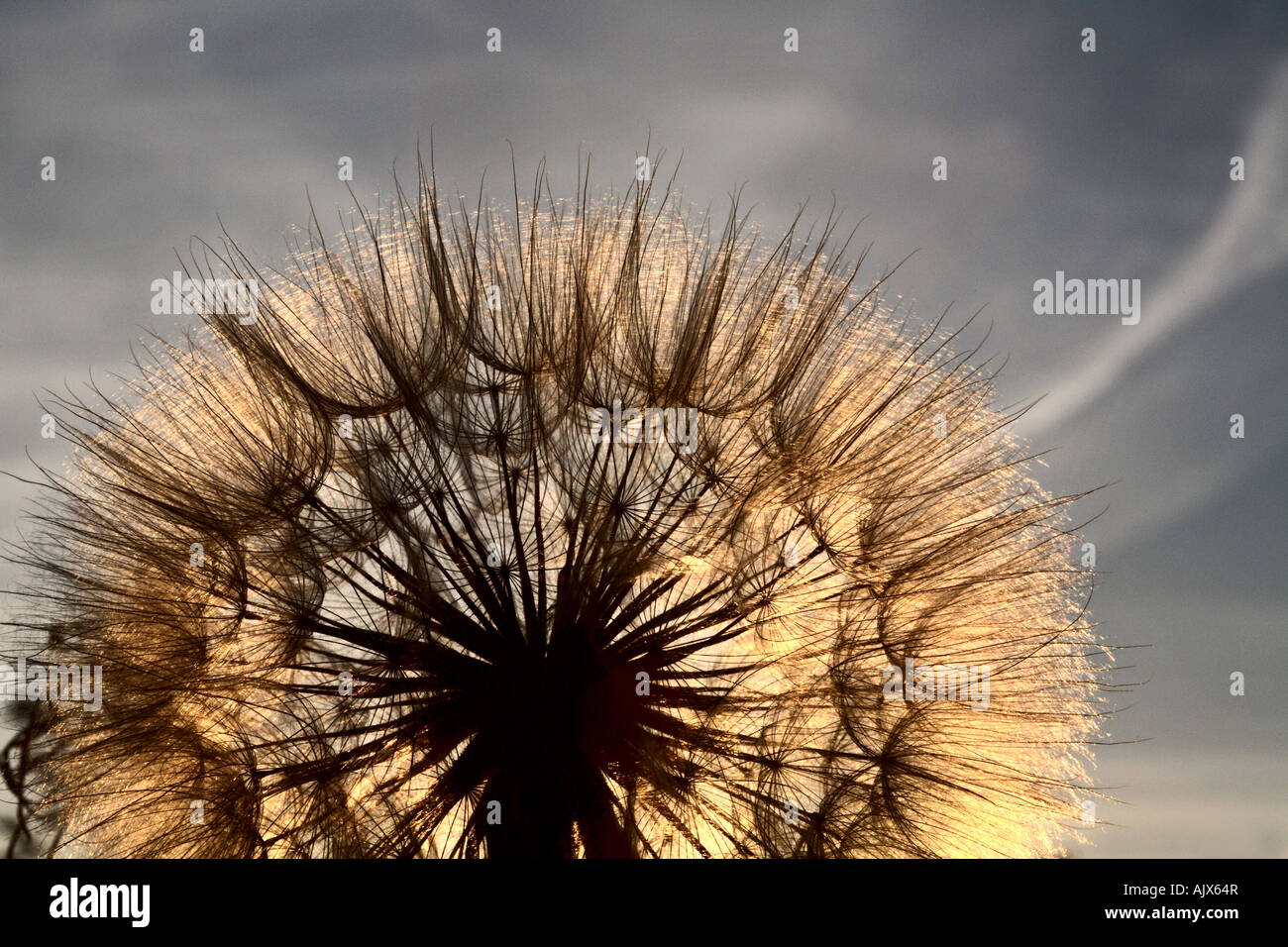 Goatsbeard seed pod hi-res stock photography and images - Alamy