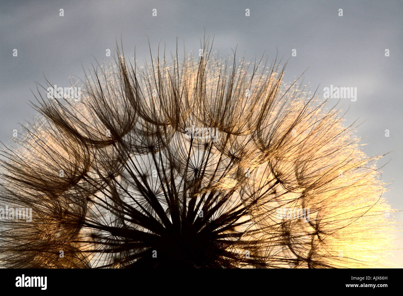 Goatsbeard seed pod hi-res stock photography and images - Alamy