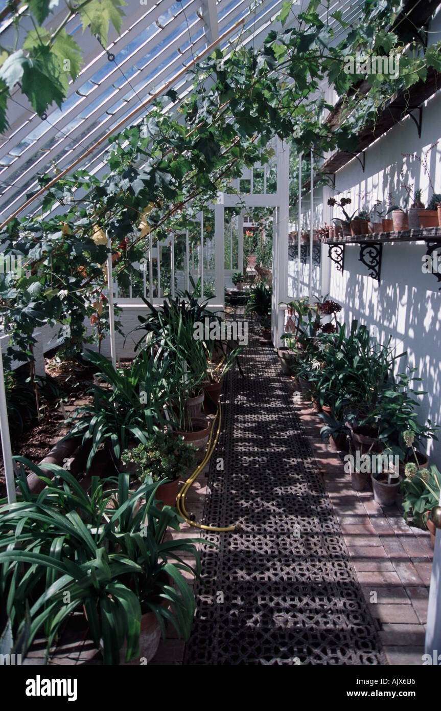 Lemons grow in a glass house at The Lost Gardens of Heligan Cornwall ...