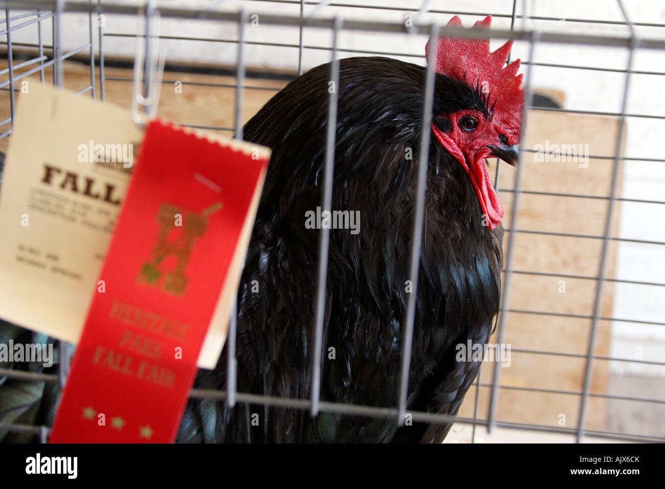 Rooster first place winner in fall fair at Heritage Park Calgary ...