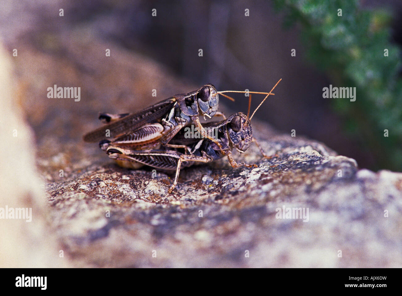 Grasshoppers Mating Insects High Resolution Stock Photography and ...