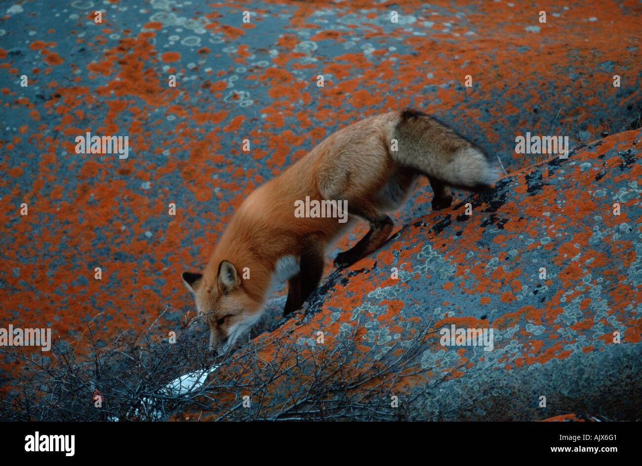 Rotfuchs hi-res stock photography and images - Alamy