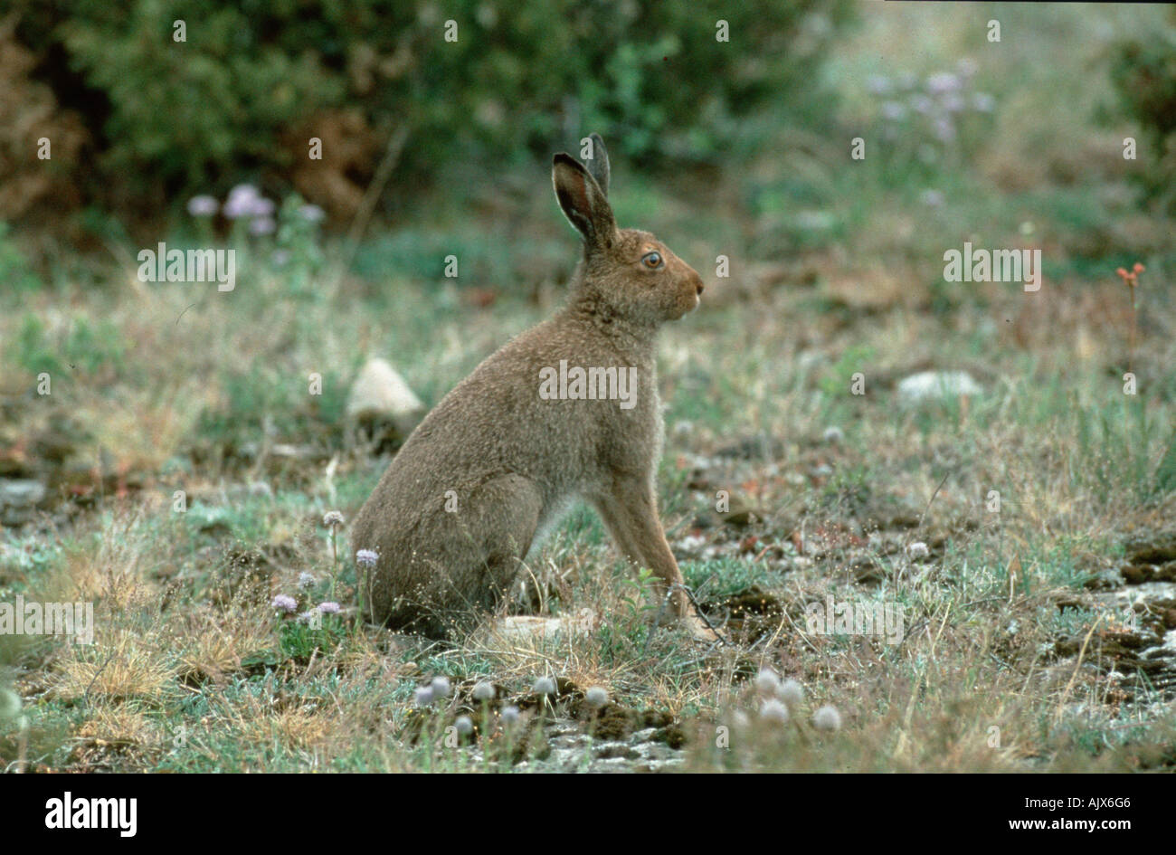 Blue Hare / Mountain Hare / Schneehase Stock Photo - Alamy