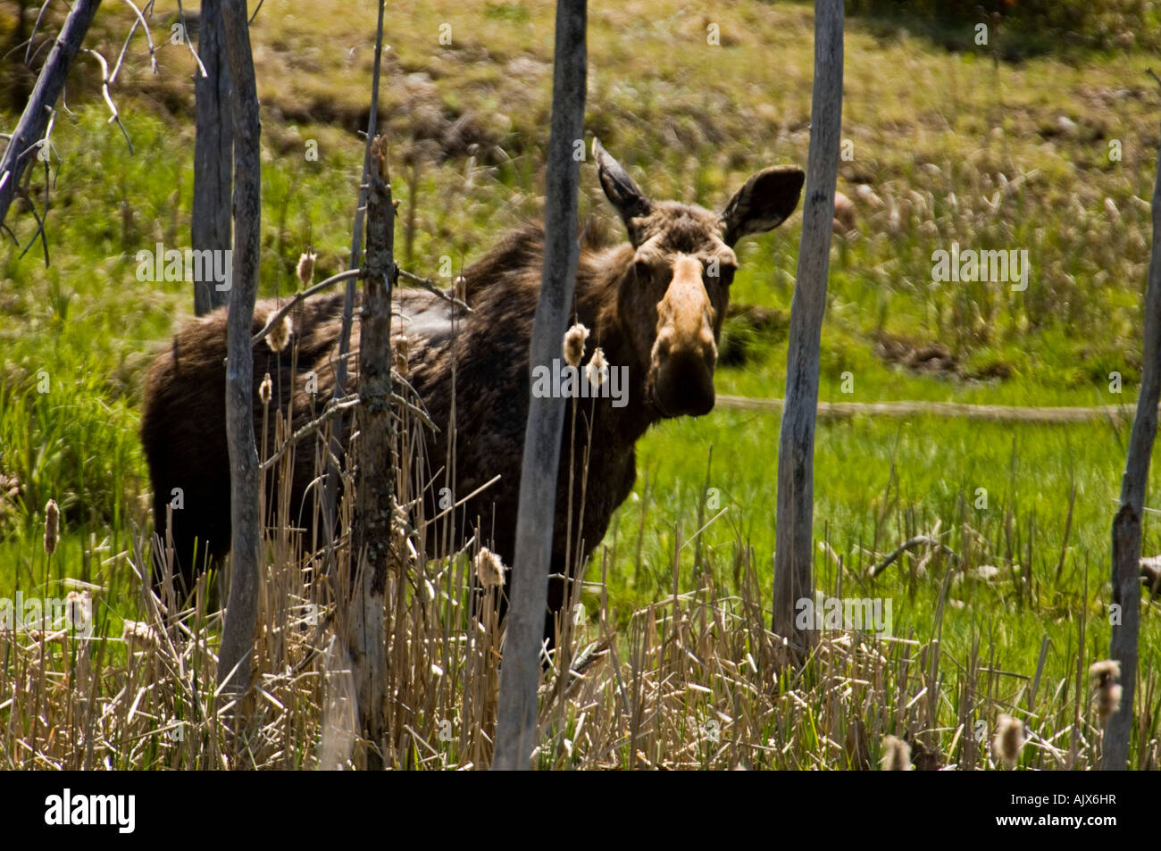 Moose Alces alces Female foraging on new growth in beaver pond in ...