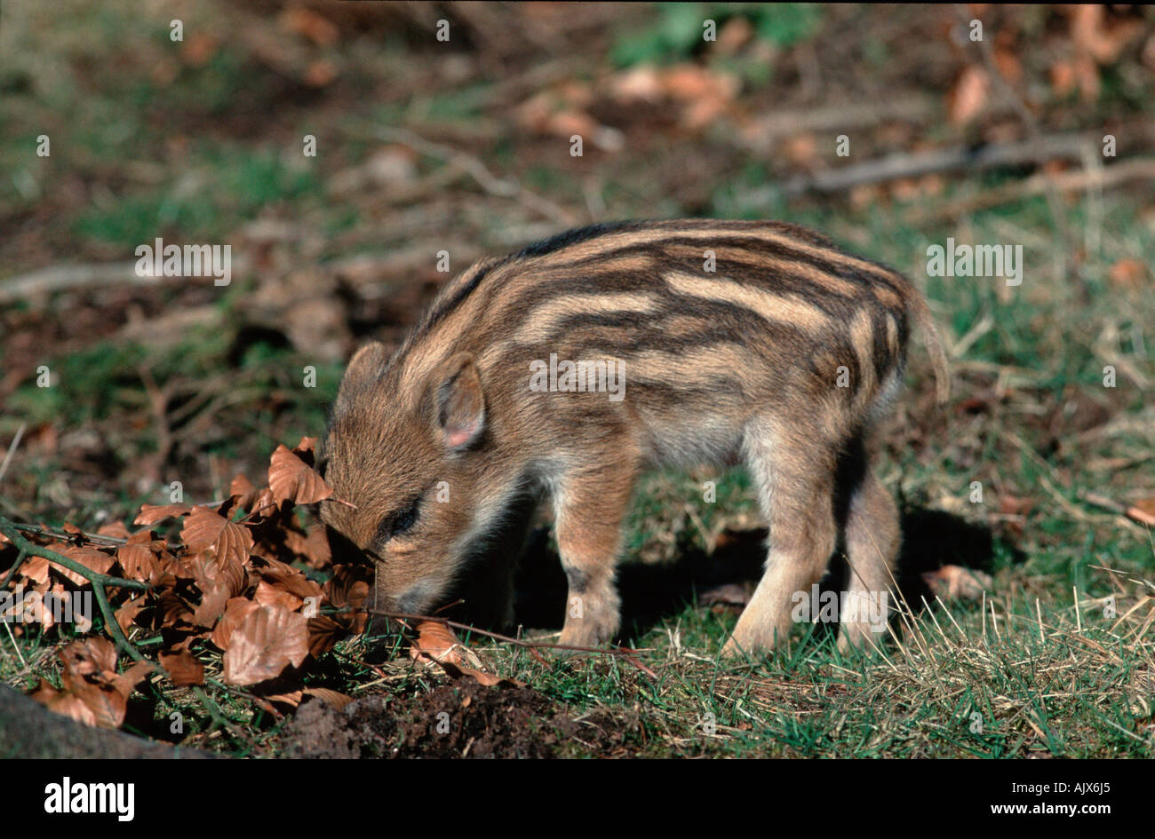 Wildschwein wildschwein ferkel hi-res stock photography and images - Alamy