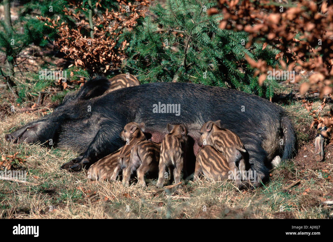 Wild Boar / Wildschwein Stock Photo - Alamy