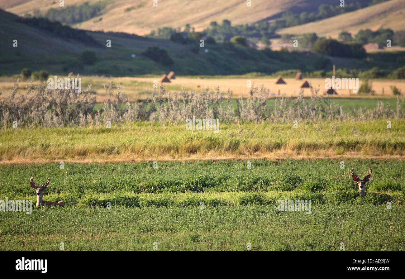 Two bucks hi-res stock photography and images - Alamy