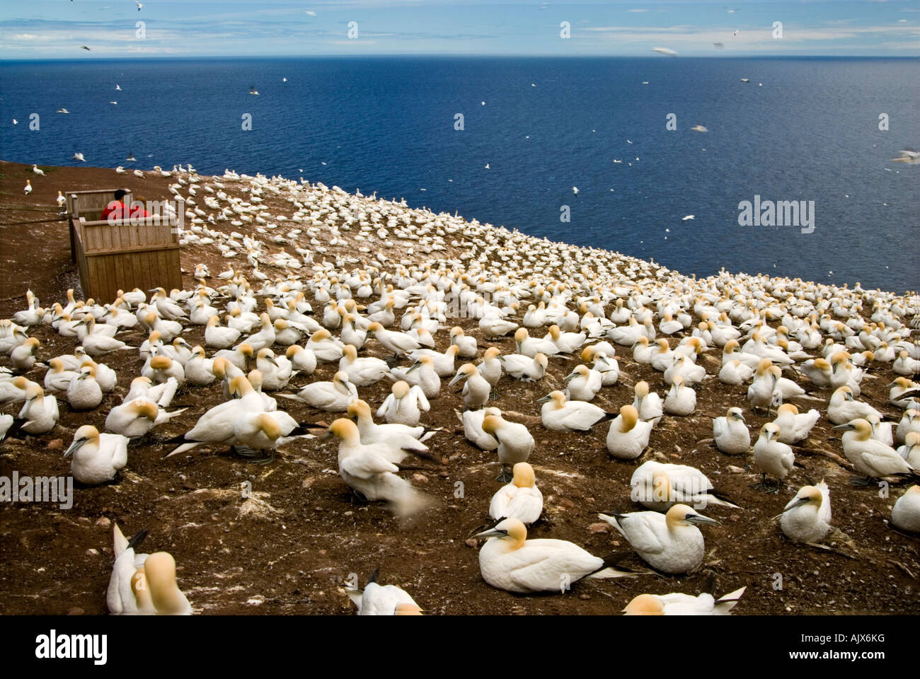 Northern gannet Morus bassanus nesting colony Parc National Ile ...