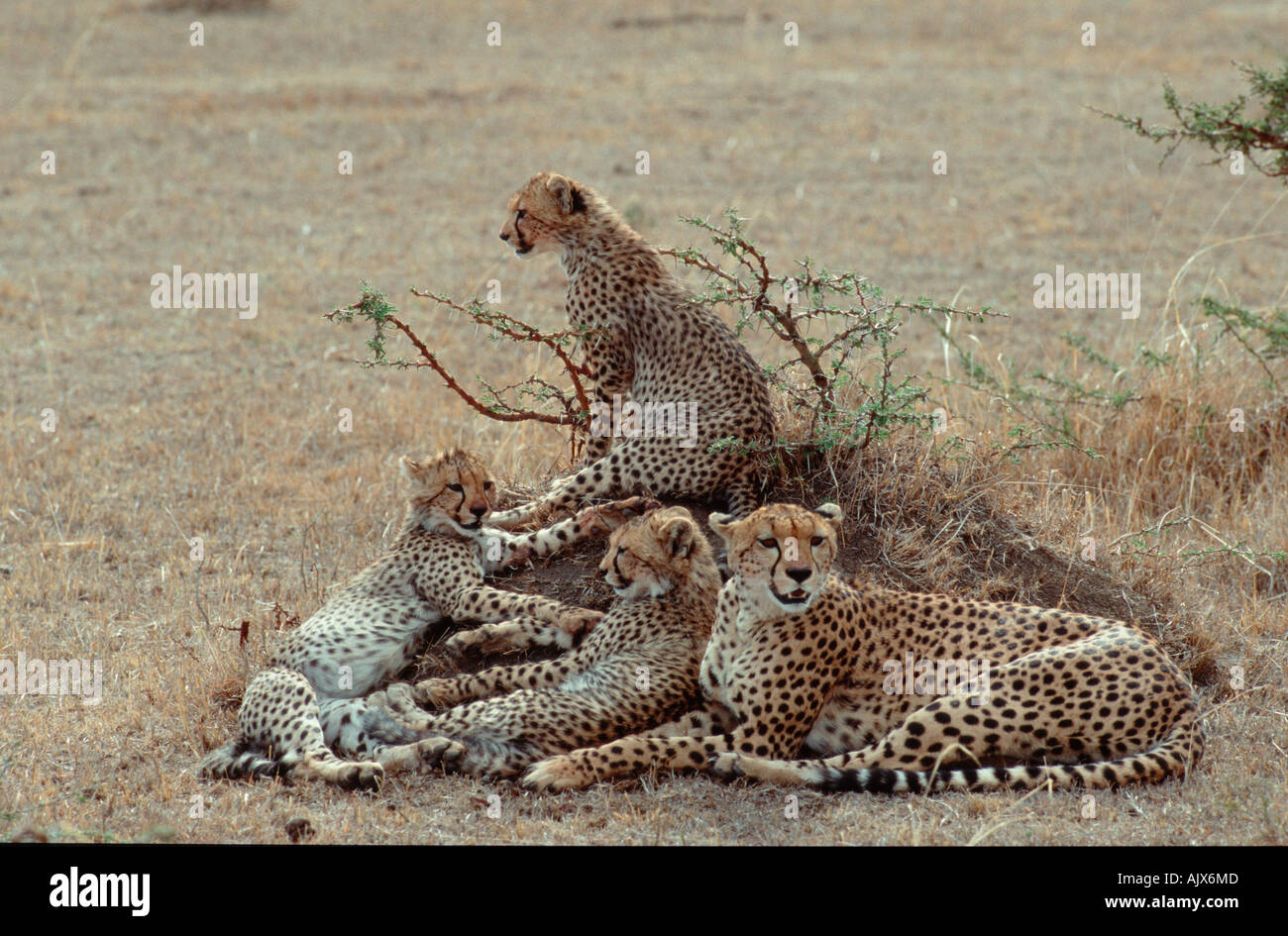 Four cheetahs lying hi-res stock photography and images - Alamy