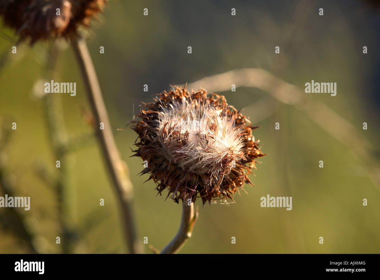 Goatsbeard Seed Pod High Resolution Stock Photography and Images - Alamy