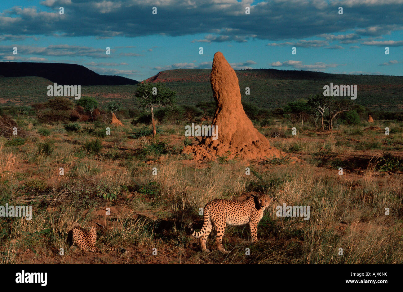 Cheetah / Gepard Stock Photo - Alamy