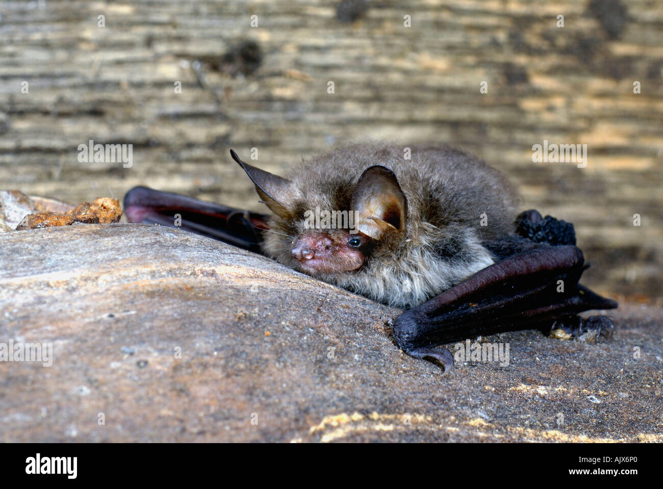 Insectivore teeth hi-res stock photography and images - Alamy