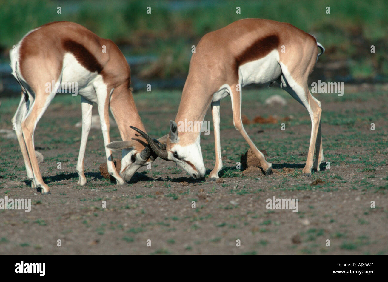 Springbok / Springbock Stock Photo - Alamy