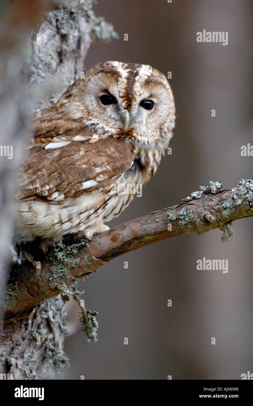 tawny owl strix aluco highlands scotland Stock Photo - Alamy
