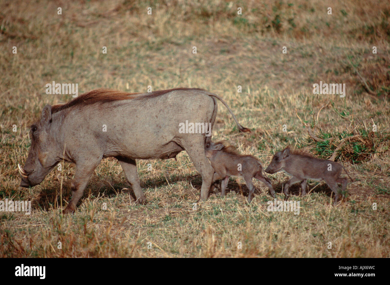 Cape Warthog / Desert Wart Hog Stock Photo - Alamy