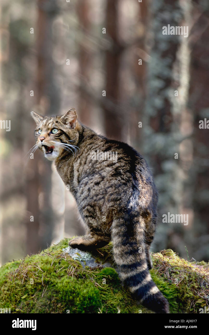 Scottish wildcat tail hi-res stock photography and images - Alamy