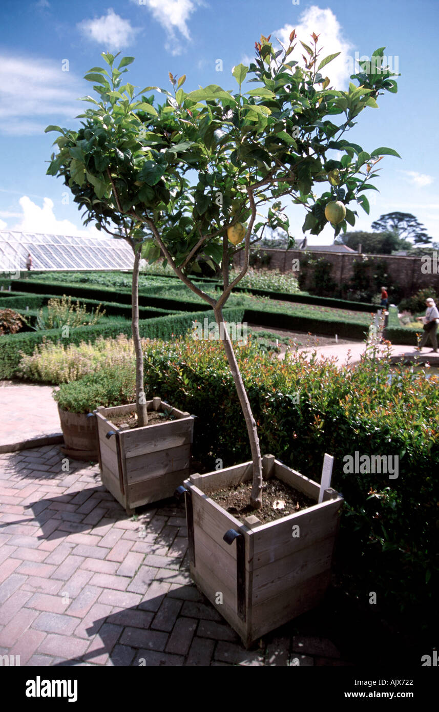 Eureka lemon tree in a pot at the lost gardens of heligan Cornwall ...