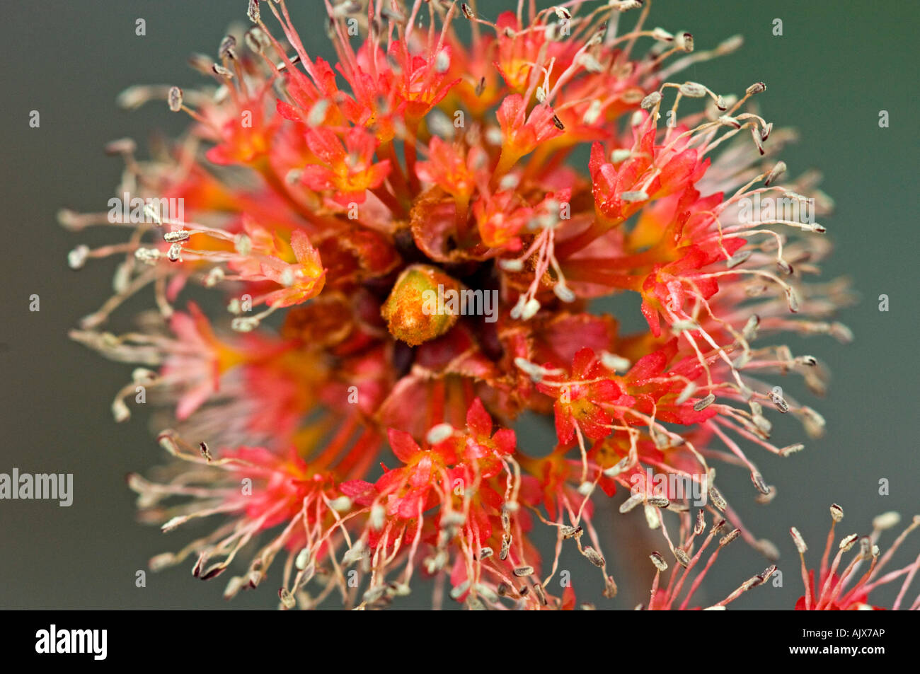 Red pigments reproduction life cycle hi-res stock photography and ...