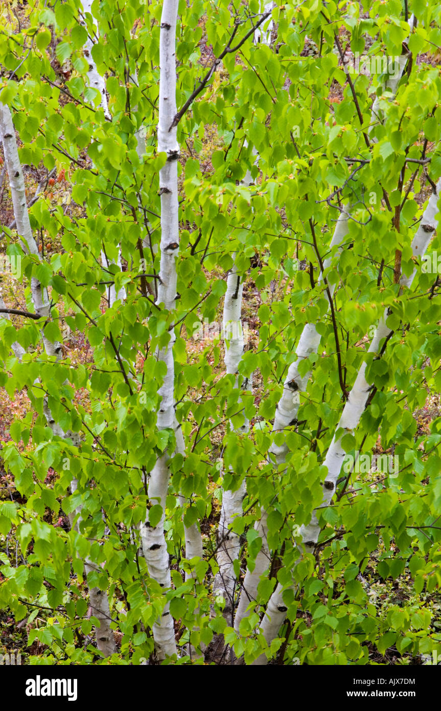 Multistem birch hi-res stock photography and images - Alamy