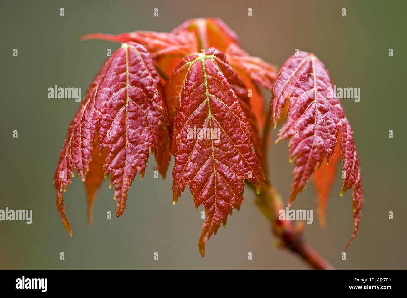 Red maple (Acer rubrum), Acer rubra Emerging spring leaves Manitoulin ...