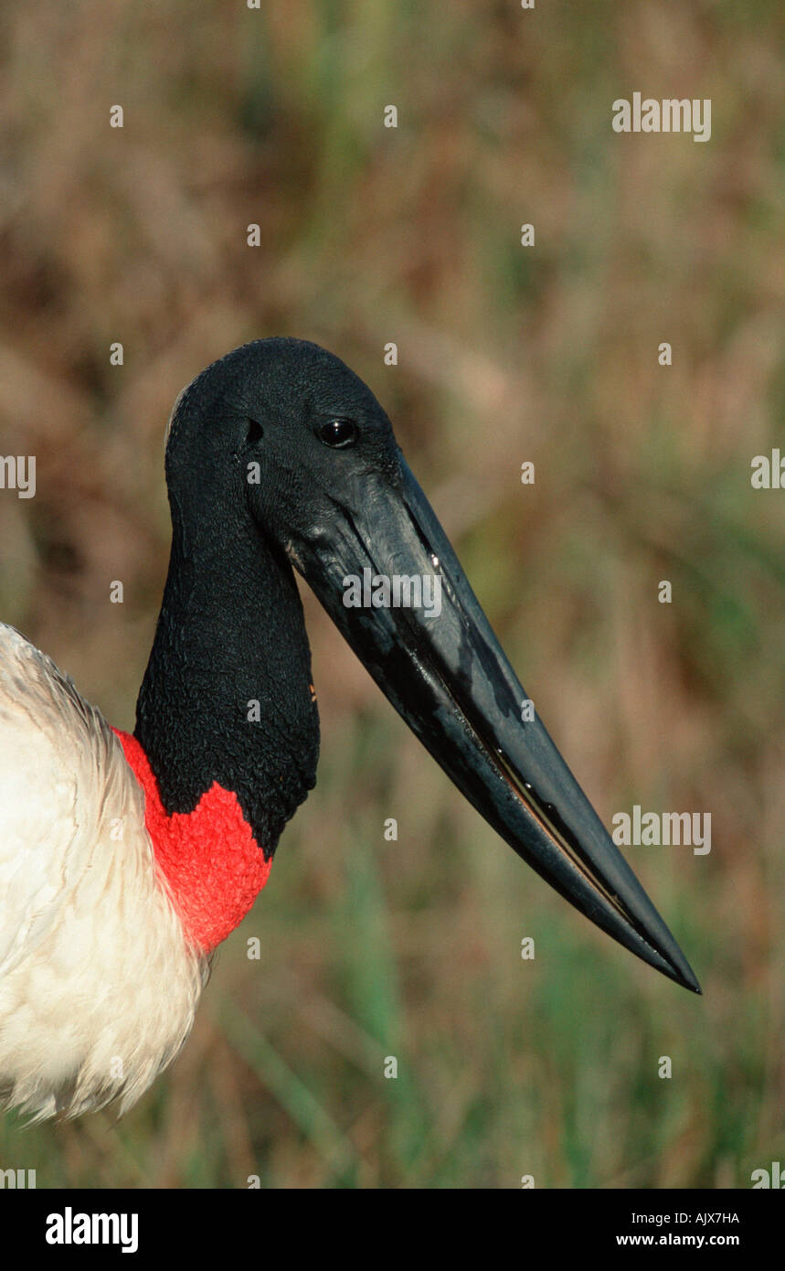 Jabiru adult portrait pantanal hi-res stock photography and images - Alamy