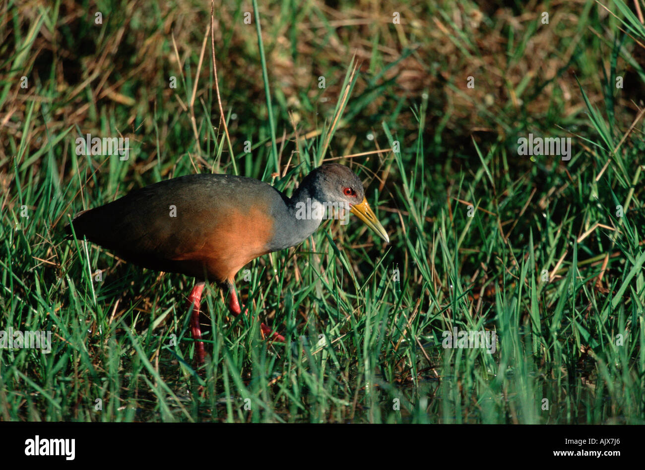 Grey-necked Wood Rail / Cayenne-Ralle Stock Photo - Alamy