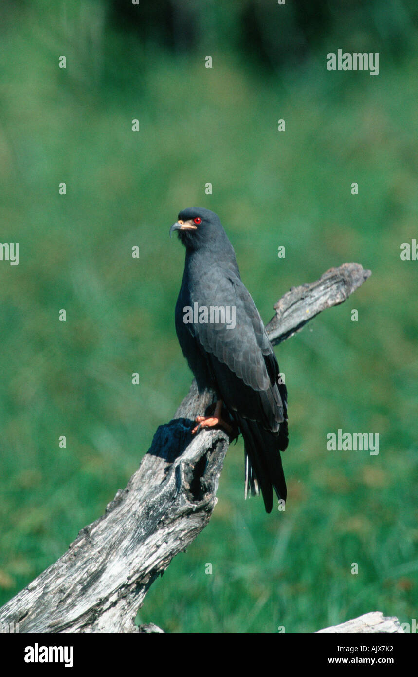 Snail Kite / Everglade Kite / Schneckenweihe Stock Photo - Alamy