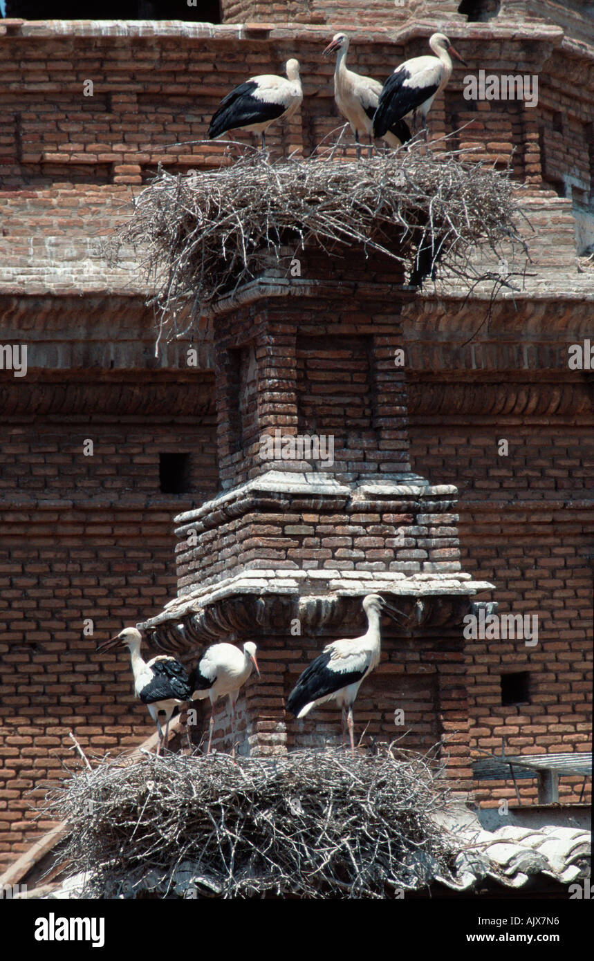 White Stork / Weissstorch Stock Photo - Alamy