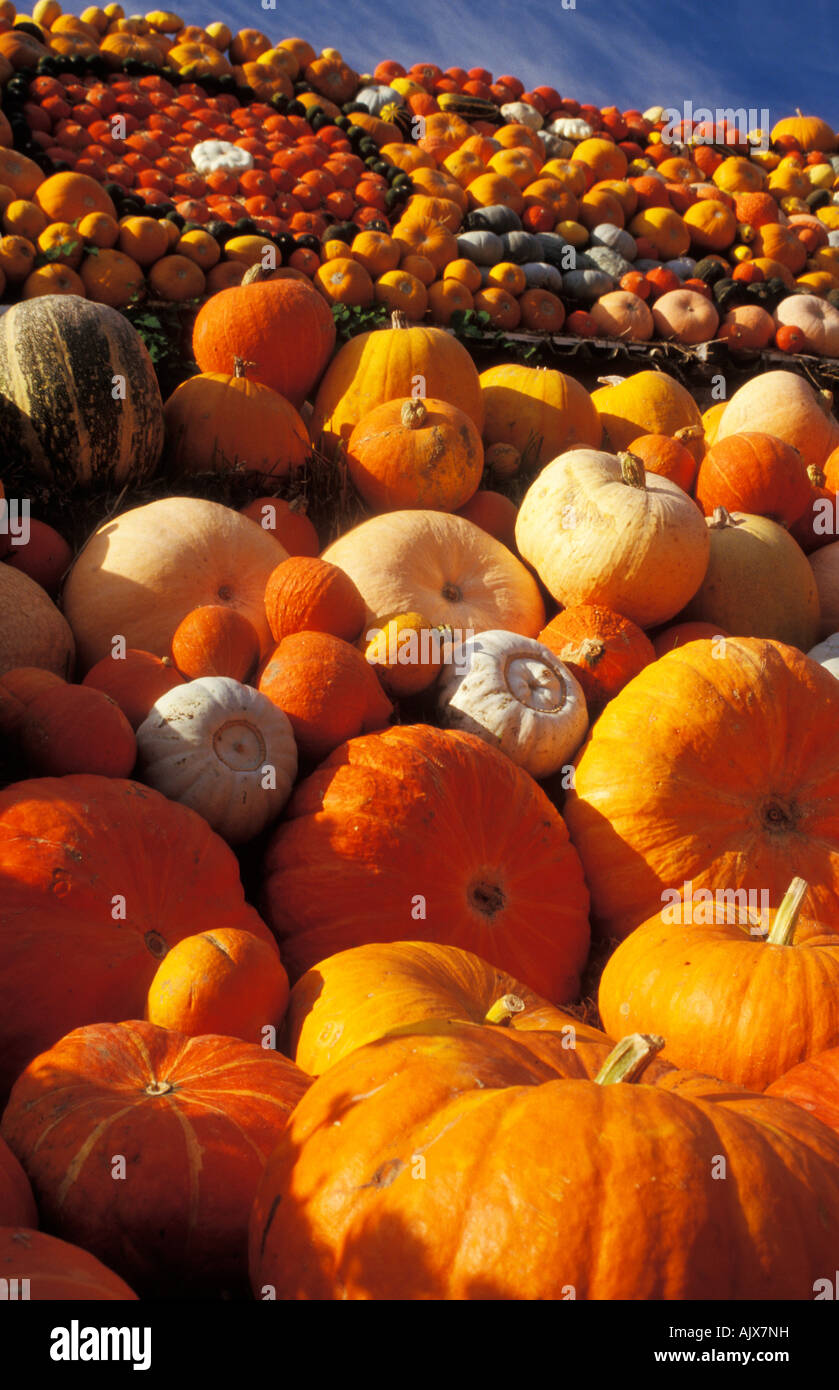 huge assortment of harvested pumpkins for sale on british farm Stock ...