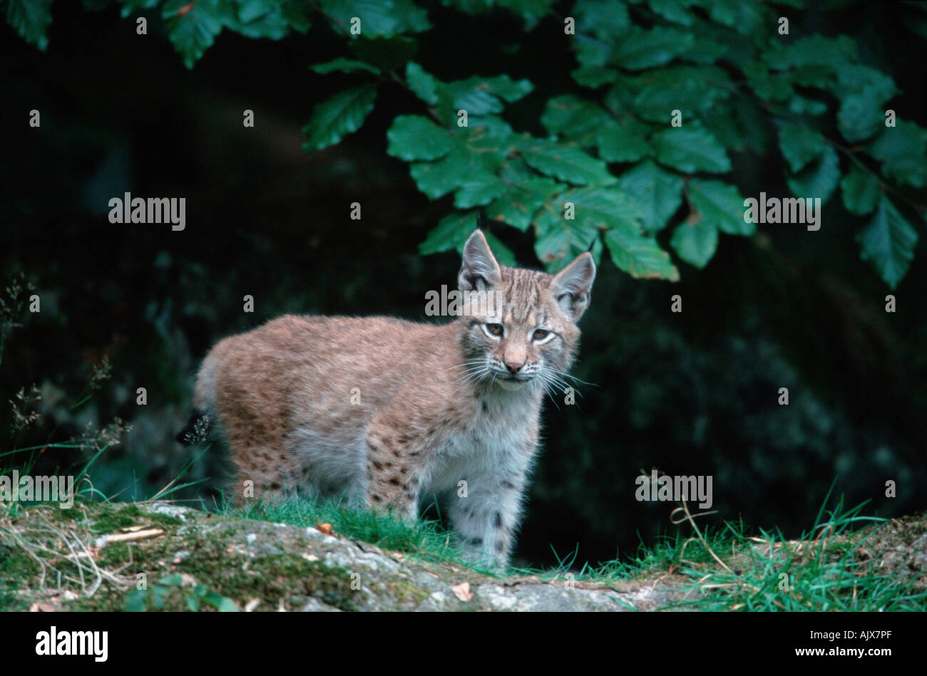 European Lynx / Europaeischer Luchs Stock Photo - Alamy