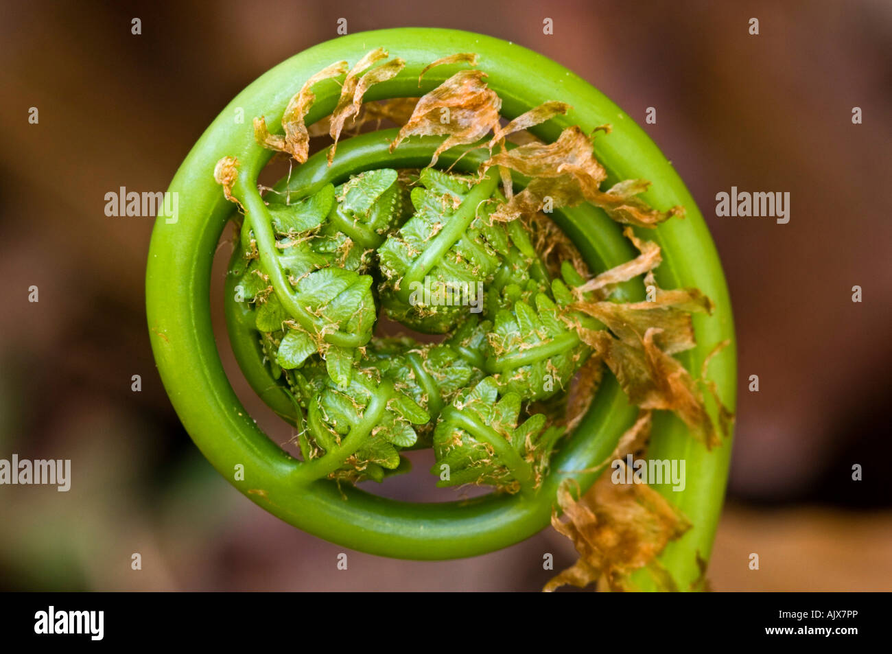 Beautiful unfurling ferns hi-res stock photography and images - Alamy