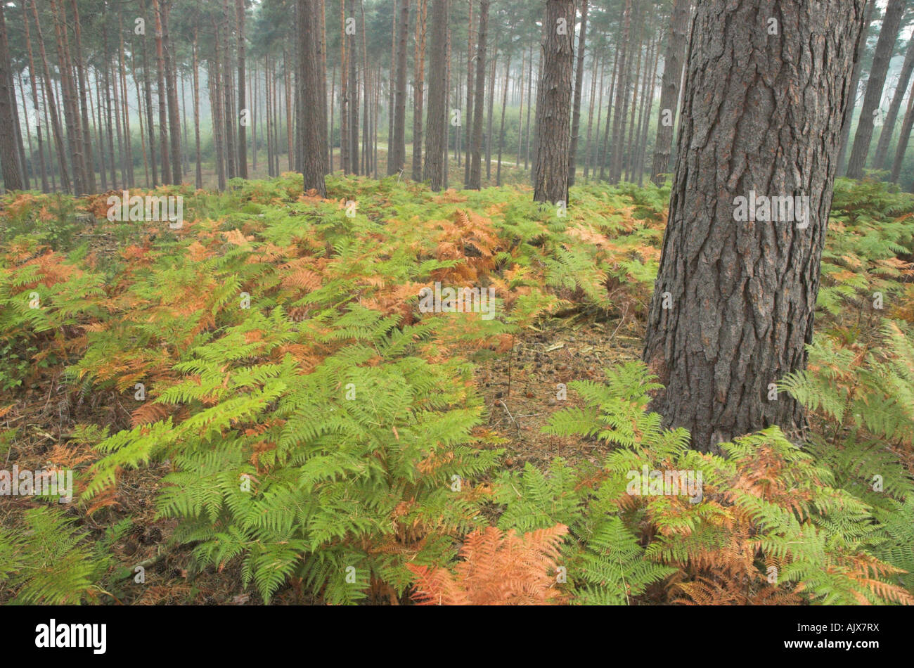 Tree ferns uk hi-res stock photography and images - Alamy