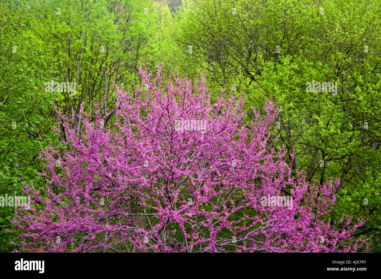 Redbud (Cercis canadensis) and spring foliage, Great Smoky Mountains ...