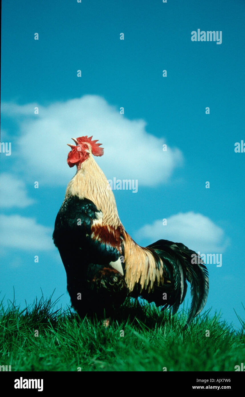 Domestic Fowl / Chicken Stock Photo - Alamy